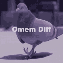 Pigeon Walking GIFs | Tenor