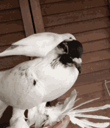 Java Sparrow Java Finch GIF - Java Sparrow Java Finch Finch - Discover ...
