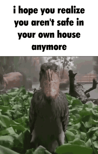 Bird Bird Discover And Share S