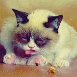 Grumpycat Yawn GIF - Grumpycat Grumpy Cat - Discover & Share GIFs