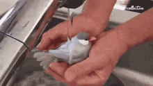 Java Sparrow Java Finch GIF - Java Sparrow Java Finch Finch - Discover ...