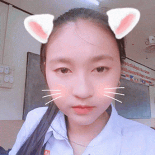 Filter Cat GIF - Filter Cat Cute - Discover & Share GIFs