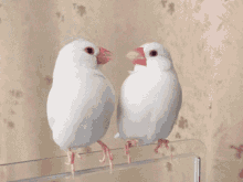 Sparrow GIFs | Tenor