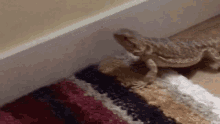Lizard GIFs | Tenor