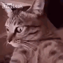 Trippy Cat GIF - Cat Nip Cat Dizzy - Discover & Share GIFs