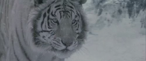 Tiger GIF - Tiger - Discover & Share GIFs