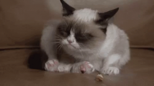 Grumpy Cat GIF - Grumpy Cat Good - Discover & Share GIFs