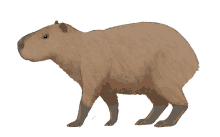 Capybara Discord Emojis - Capybara Emojis For Discord