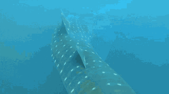 Whale Shark Shark Whale Shark Shark Tail Fin Discover And Share S