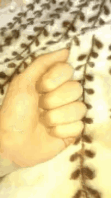 Conch Shell PFP - Conch Shell Profile Pics