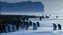 Grouping Up Emperor Penguin Migration GIF - Grouping Up Emperor Penguin ...