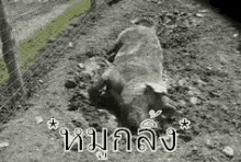 Pig In Mud GIFs | Tenor