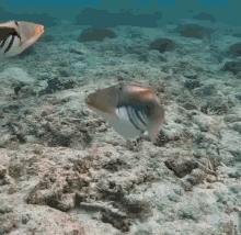 Fish GIF - Fish - Discover & Share GIFs