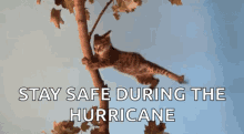 Windy Cat GIFs | Tenor