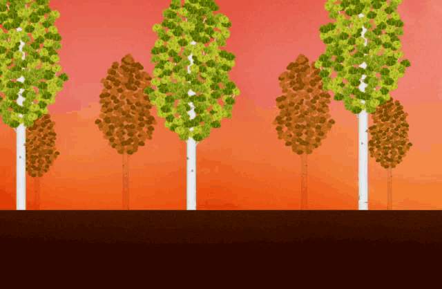 Aspen Trees Aspen Trees Science Discover And Share S