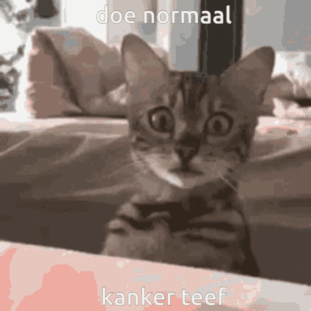 Kanker Kanker Kat Kanker Kanker Kat Doe Normaal Discover And Share S