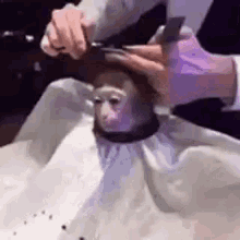 Monkey Drip Monkey With The Drip GIF - Monkey Drip Monkey With The Drip ...