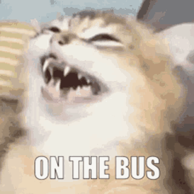 On The Bus Cat On The Bus Cat Laughing Discover And Share S