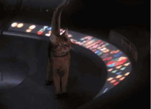 Cat GIF - Cat - Discover & Share GIFs