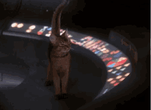 Matrix Cat GIFs | Tenor