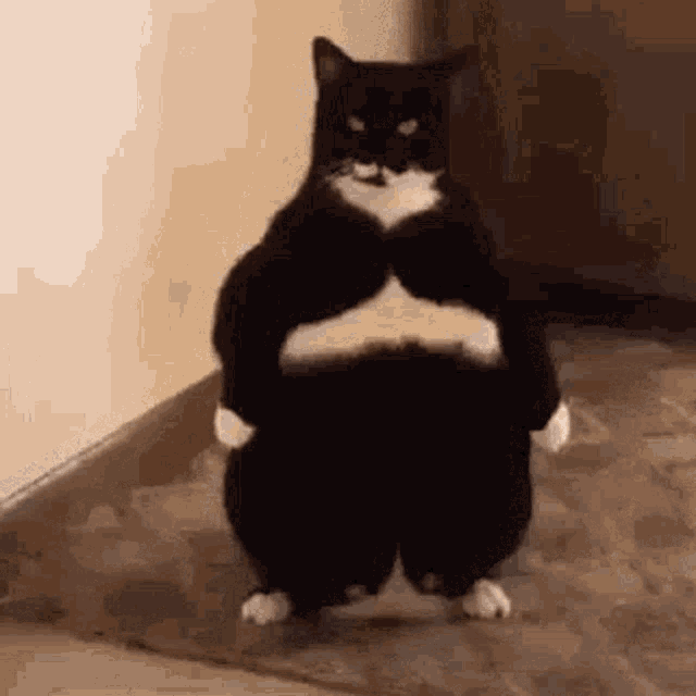 Scran Cat GIF - Scran Cat Fat - Discover & Share GIFs