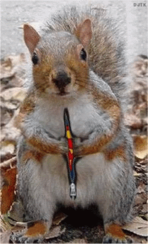 Funny Squirrel GIFs | Tenor