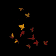 Animated Falling Leaves Background GIFs | Tenor
