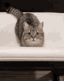 3d Cat GIFs | Tenor