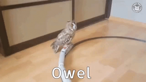 Owel GIF - Owel - Discover & Share GIFs
