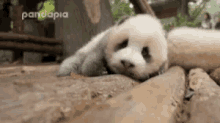 Sad Pandas GIFs | Tenor