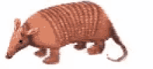 Dancing Armadillo GIFs | Tenor
