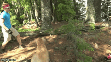 Fail Funny GIF - Fail Funny Tree - Discover & Share GIFs