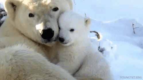 Polar Bear Hugs GIFs | Tenor