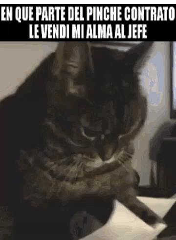 Cat Busy GIF - Cat Busy - Discover & Share GIFs