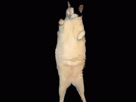 Cat Kitty GIF - Cat Kitty Dance - Discover & Share GIFs