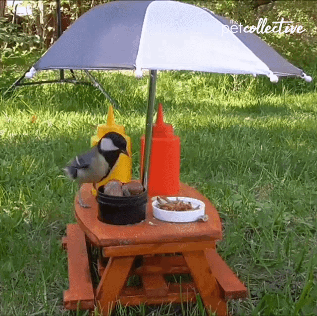 Bird Picnic Bird Picnic Eat Discover And Share S