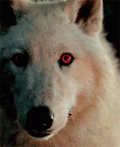 Wolf GIF - Wolf - Discover & Share GIFs