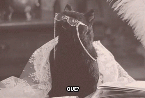 Qeu Gato GIF - Que - Discover & Share GIFs