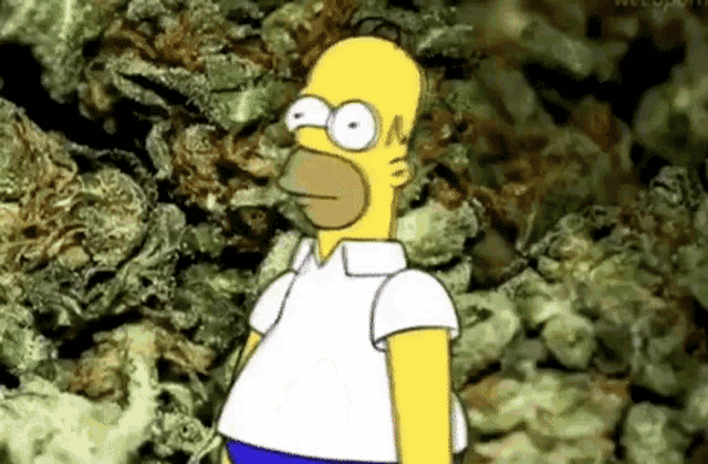 Homer Bushes Homer Bushes Weed Discover And Share S