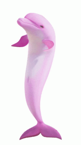 Dancing Dolphin Sticker - Dancing Dolphin - Discover & Share GIFs