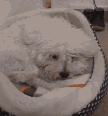Dog Bed GIFs | Tenor