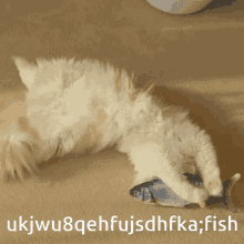 Cat With A Fish GIFs | Tenor