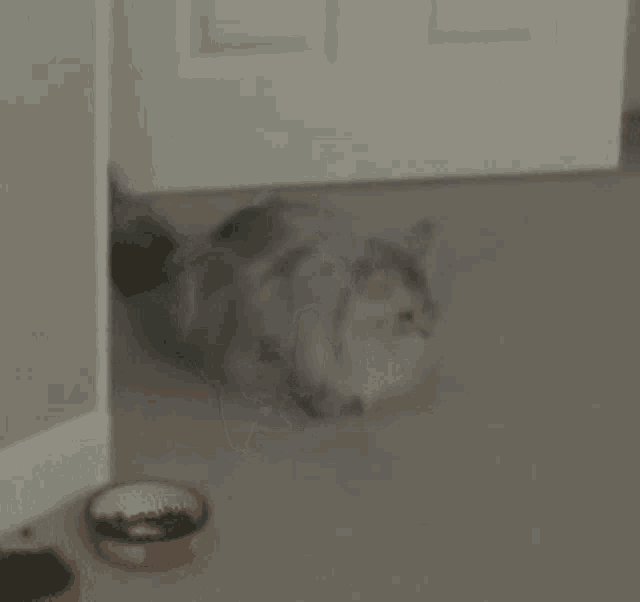 Kitty Cat Kitty Cat Clever Discover And Share S