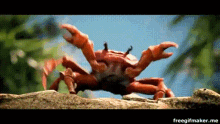 Crabs Happy GIF - Crabs Happy Dancing - Discover & Share GIFs
