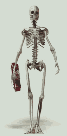 Walking Skeleton Gif GIFs | Tenor