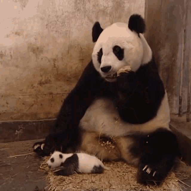 Sneezing Panda S Tenor