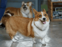 Sad Corgi GIFs | Tenor