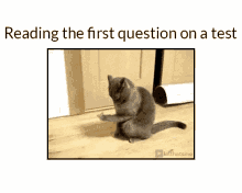 Reading Cat GIFs | Tenor