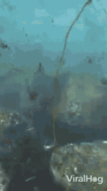 Clapping Sea Lion GIFs | Tenor