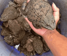 Cute Frog GIFs | Tenor